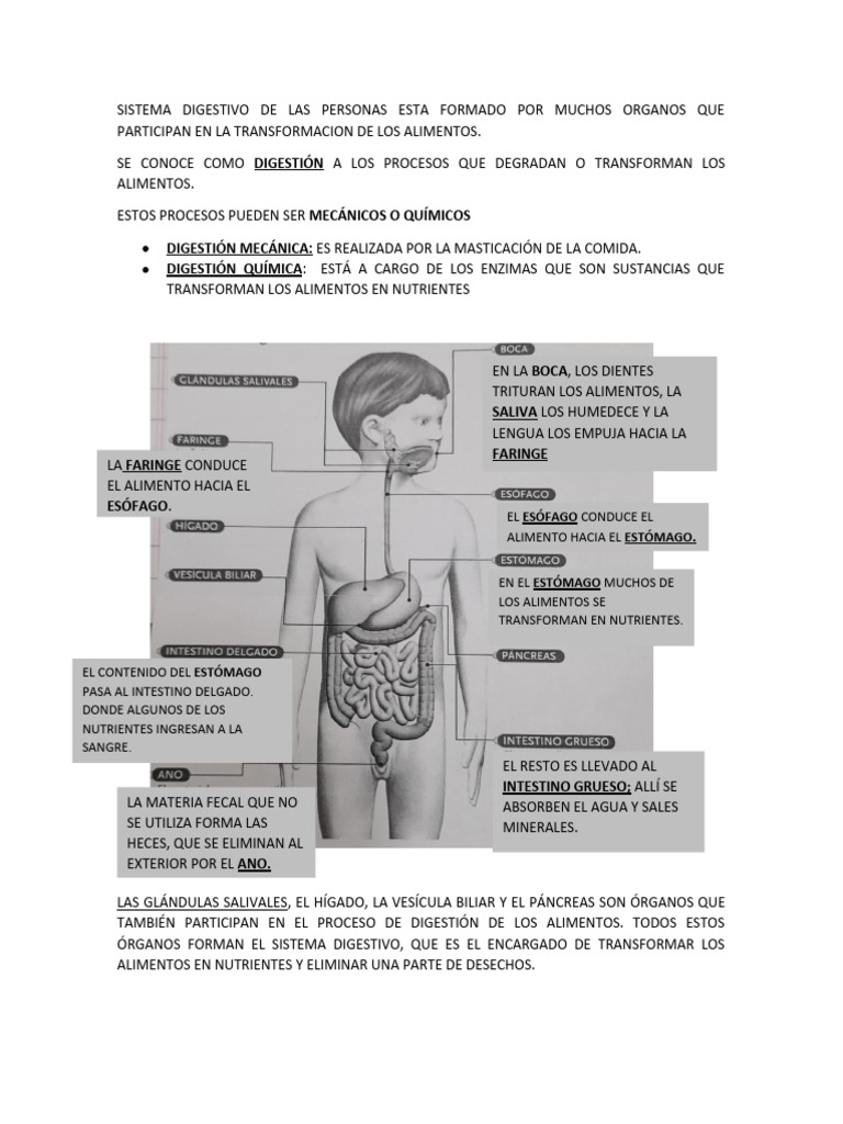 cs naturales sistema digestivo 5TO | PDF | Sistema digestivo humano ...