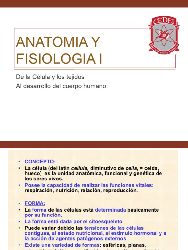 LA CELULA | PDF | Mitosis | Ploidía
