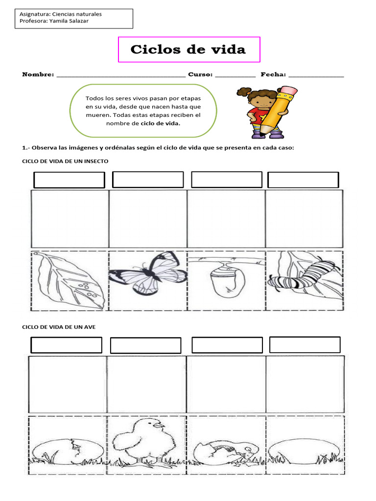 Guía Ciclos de Vida 2° Basico | PDF
