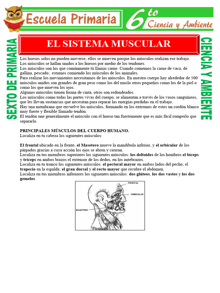 Guía de Músculos para Primaria | PDF | Músculo | Sistema musculoesquelético