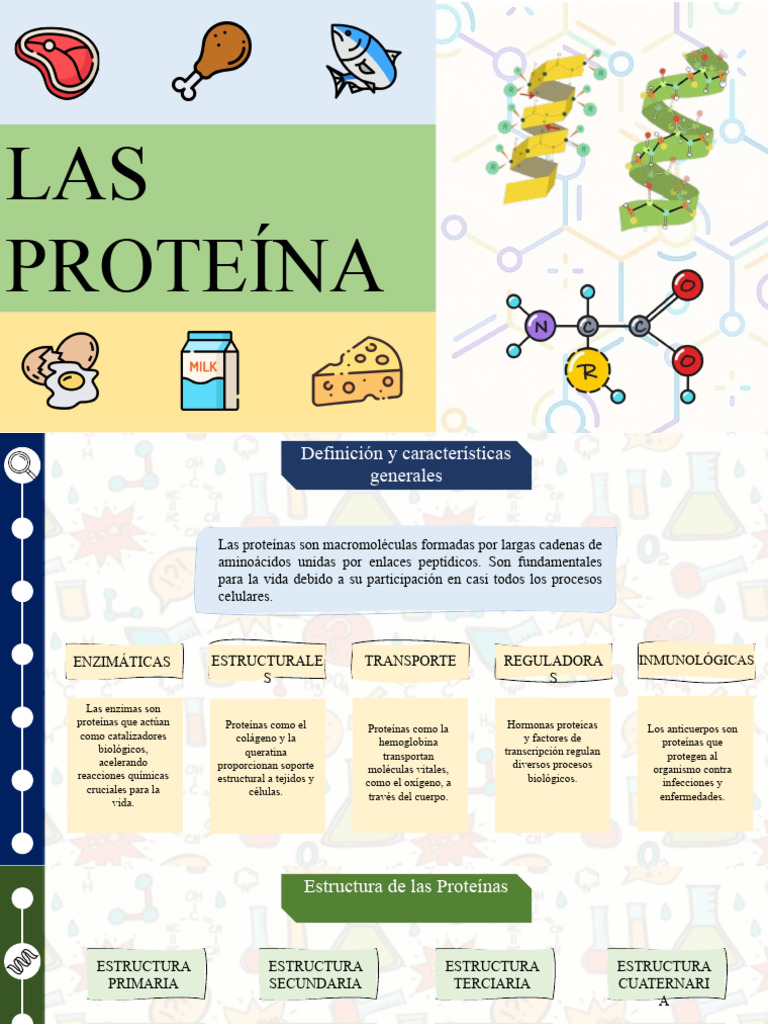 Expo CyT Las Proteínas | PDF | Proteínas | Adn