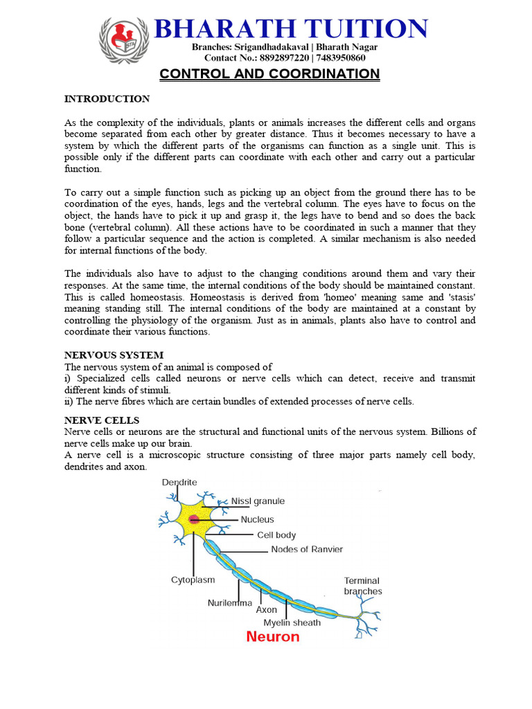 Control & Cordination Notes-1 | PDF | Neuron | Endocrine System