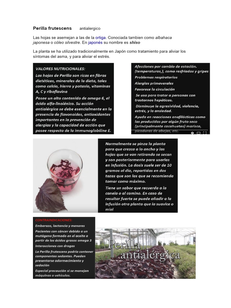 Perilla frutescens: usos y beneficios | PDF