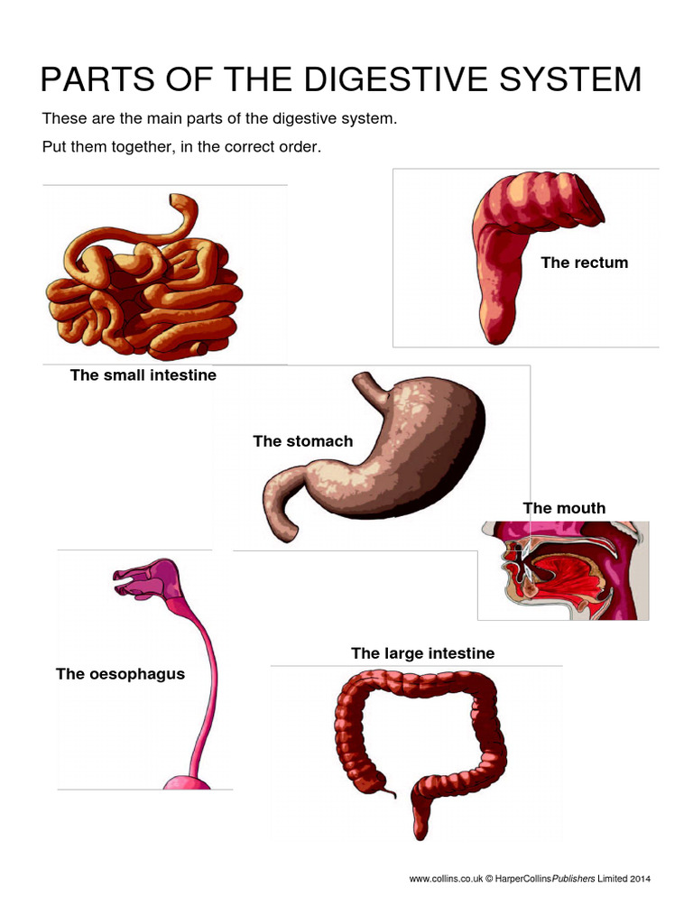 Digestion Worksheet | PDF