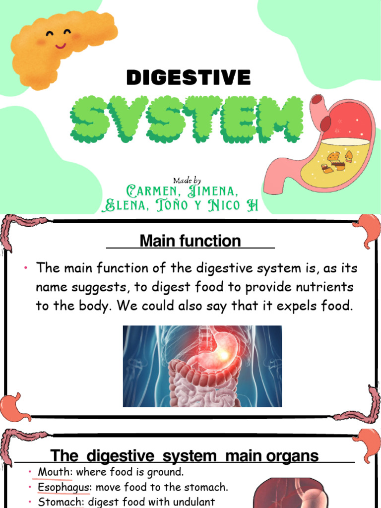 Digestive system | PDF | Digestion | Stomach