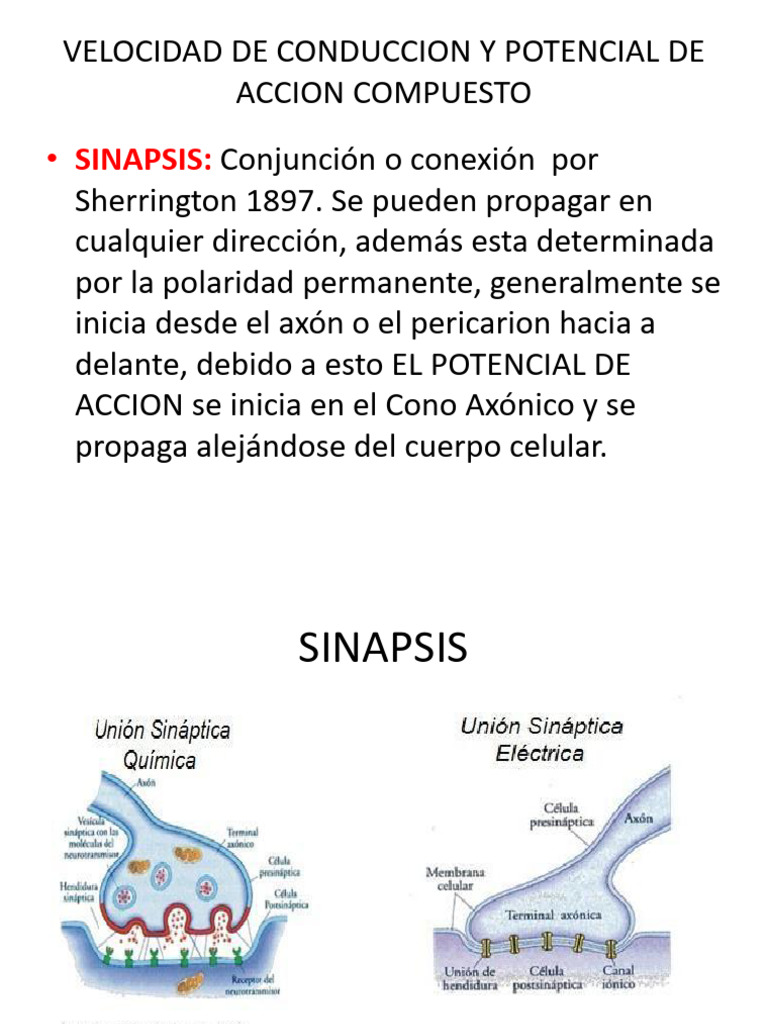 Sinapsis y Neurotransmisores | PDF | Sinapsis | Sinapsis química