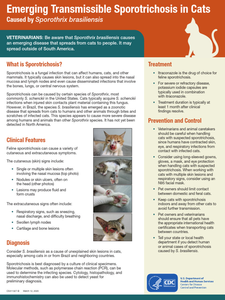 Sporothrix Brasiliensis Vet 508 | PDF | Infection | Clinical Medicine