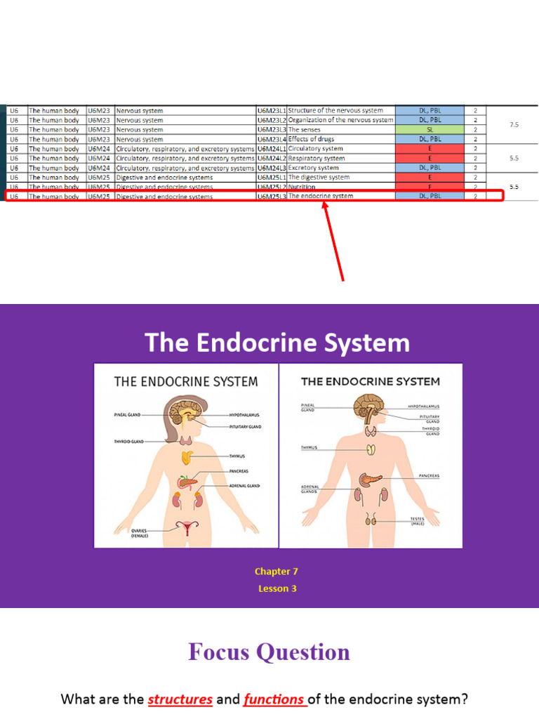 Endocrine System | PDF | Hormone | Endocrine System