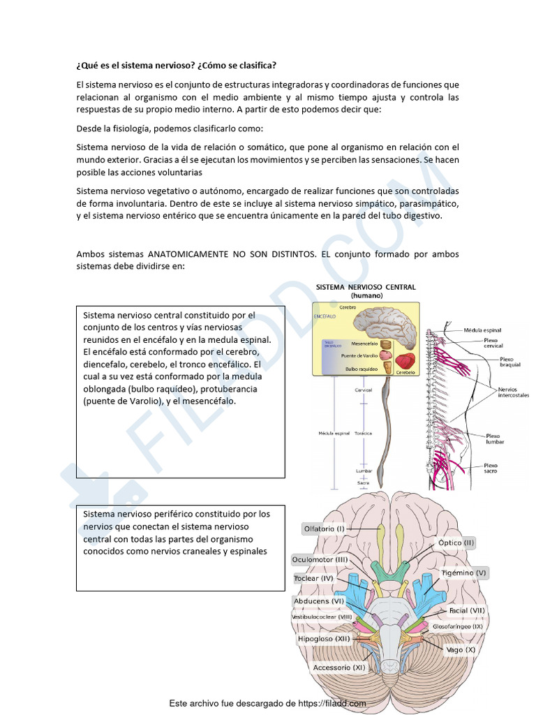 Que Es El Sistema Nervioso | PDF | Médula espinal | Sistema nervioso