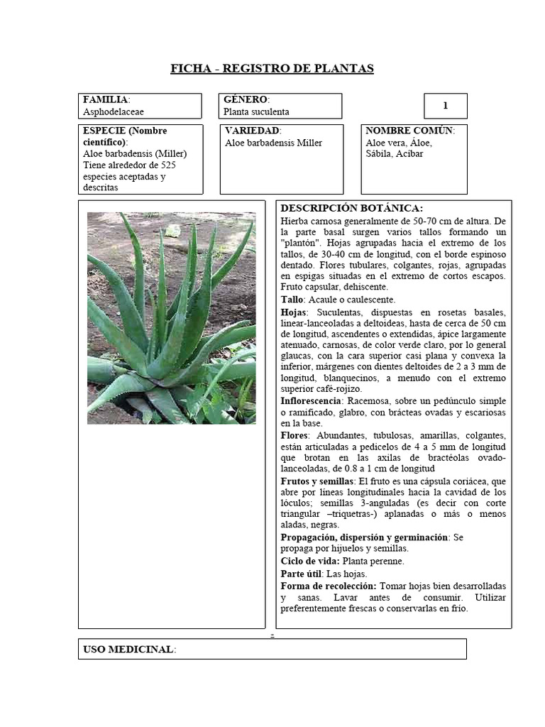 Ficha Aloe Vera | PDF | Plantas