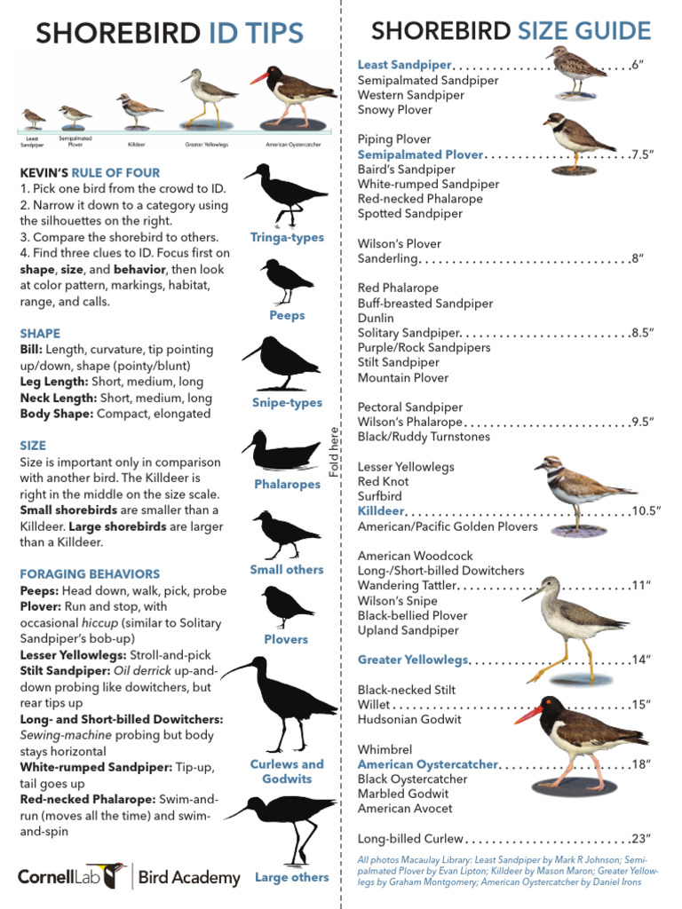 Shorebird Identification Guide | PDF | Birds | Ornithology