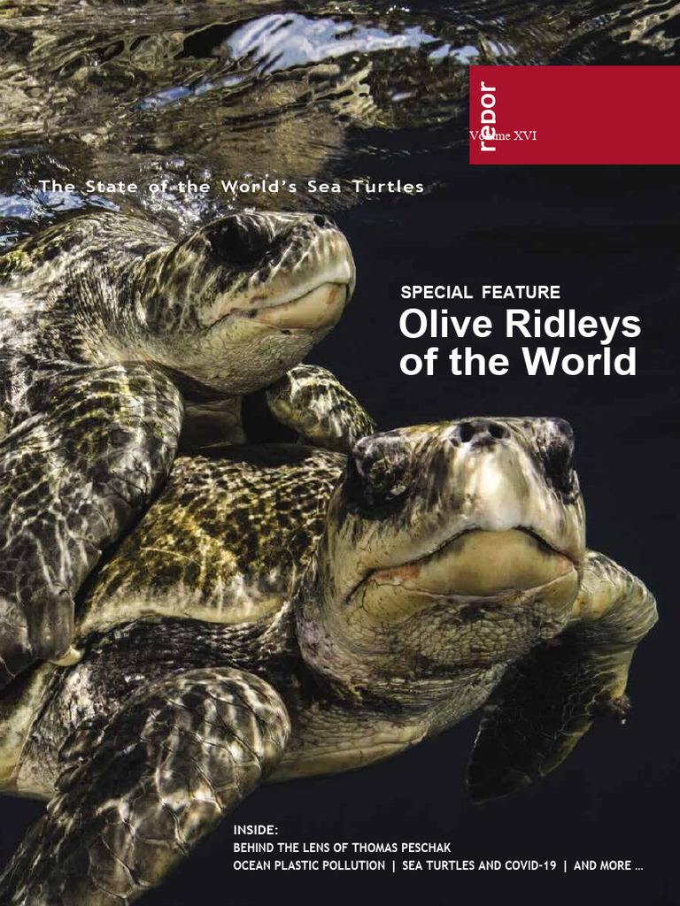 SWOT Report Vol 16 | PDF | Sea Turtle