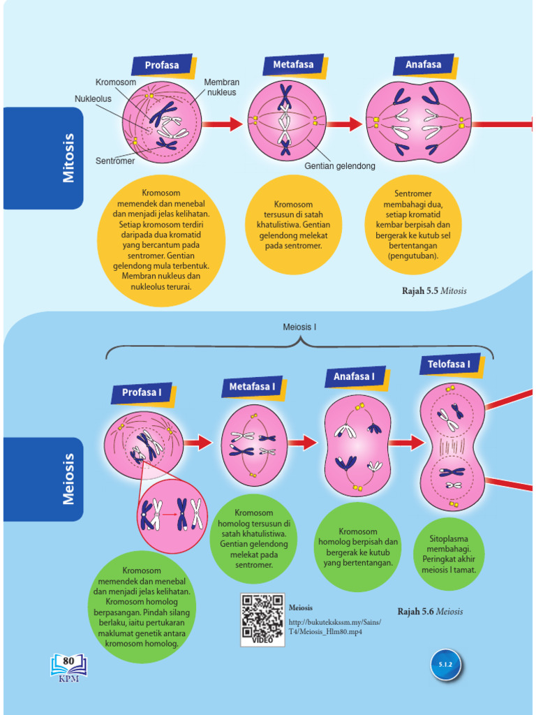 Mitosis Meiosis | PDF