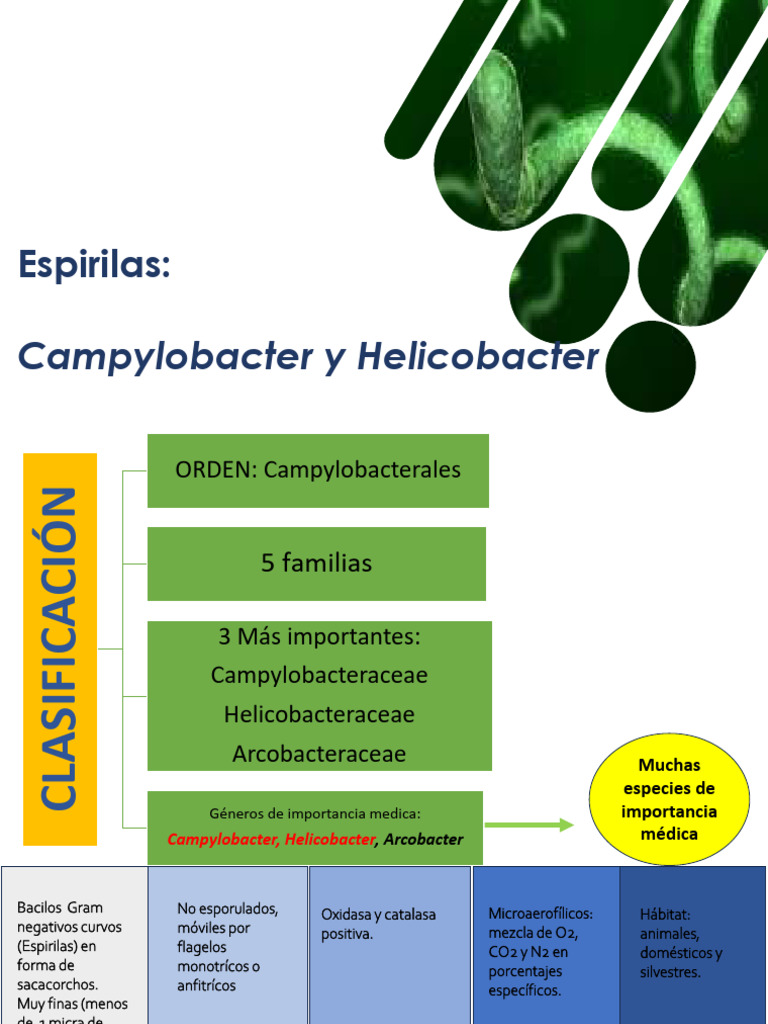 Campylobacter y Helicobacter | PDF | Estómago | Especialidades Medicas