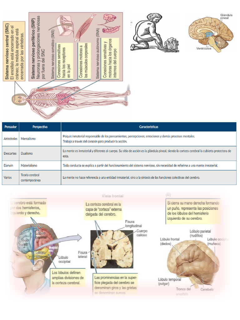 Neuro 1 | PDF