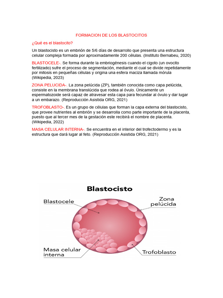 FORMACION_DE_LOS_BLASTOCITOS-1[1] | PDF