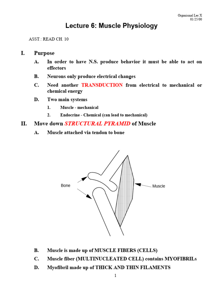 Lectur 6 | PDF | Muscle Contraction | Actin