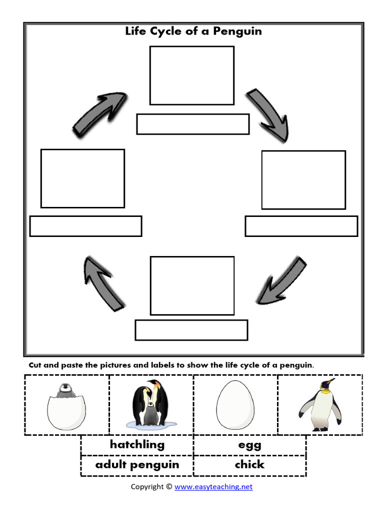 Lifecycle Penguin Cut Paste New | PDF | Science & Mathematics