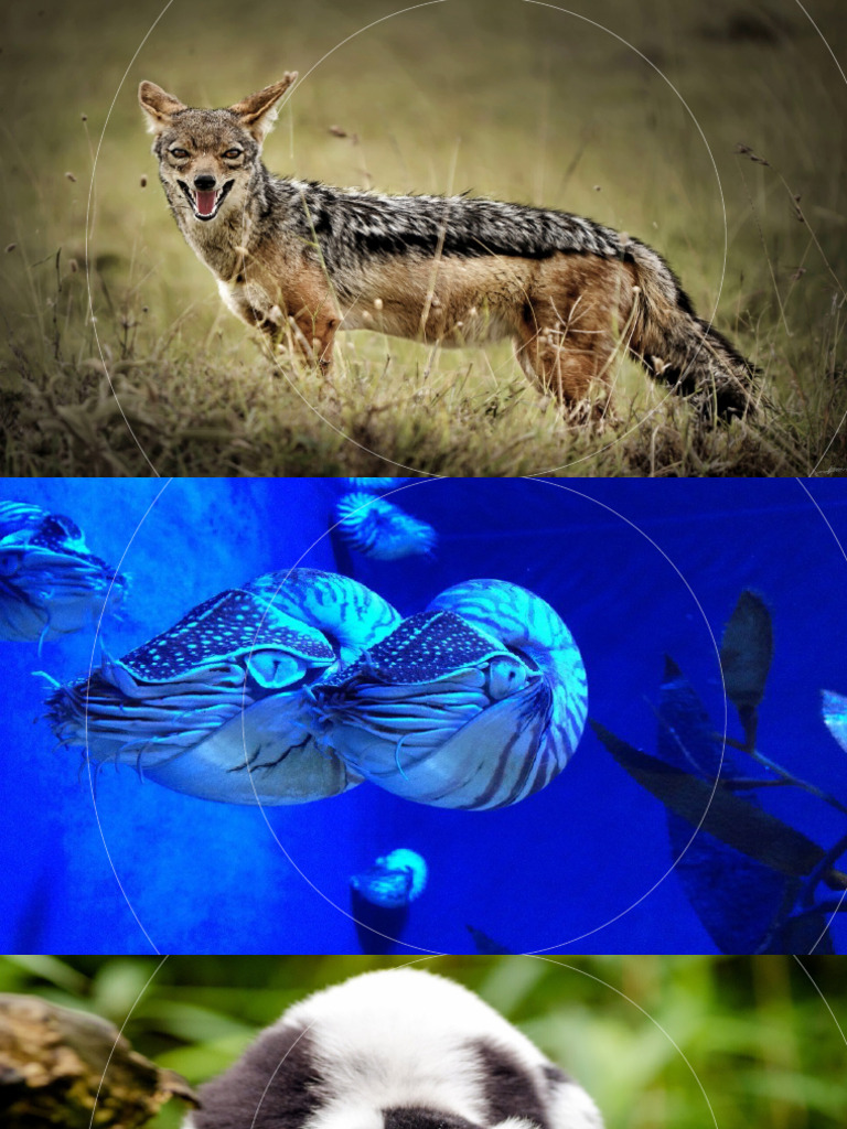 Morph Transition | PDF