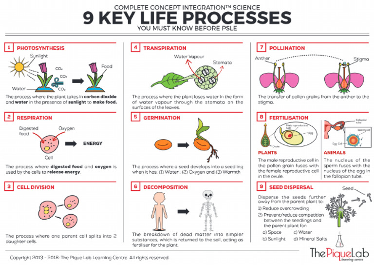 9 Key Life Processes Cheatsheet | PDF