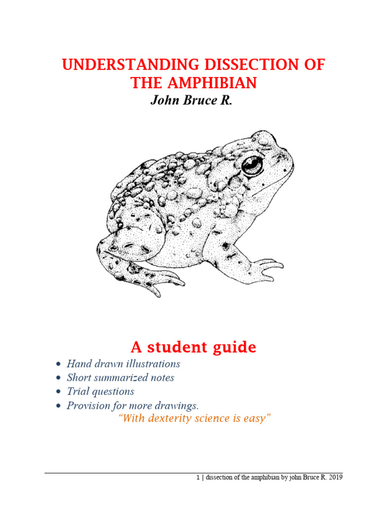 Toad Dissection by Bruce | PDF | Vein | Frog