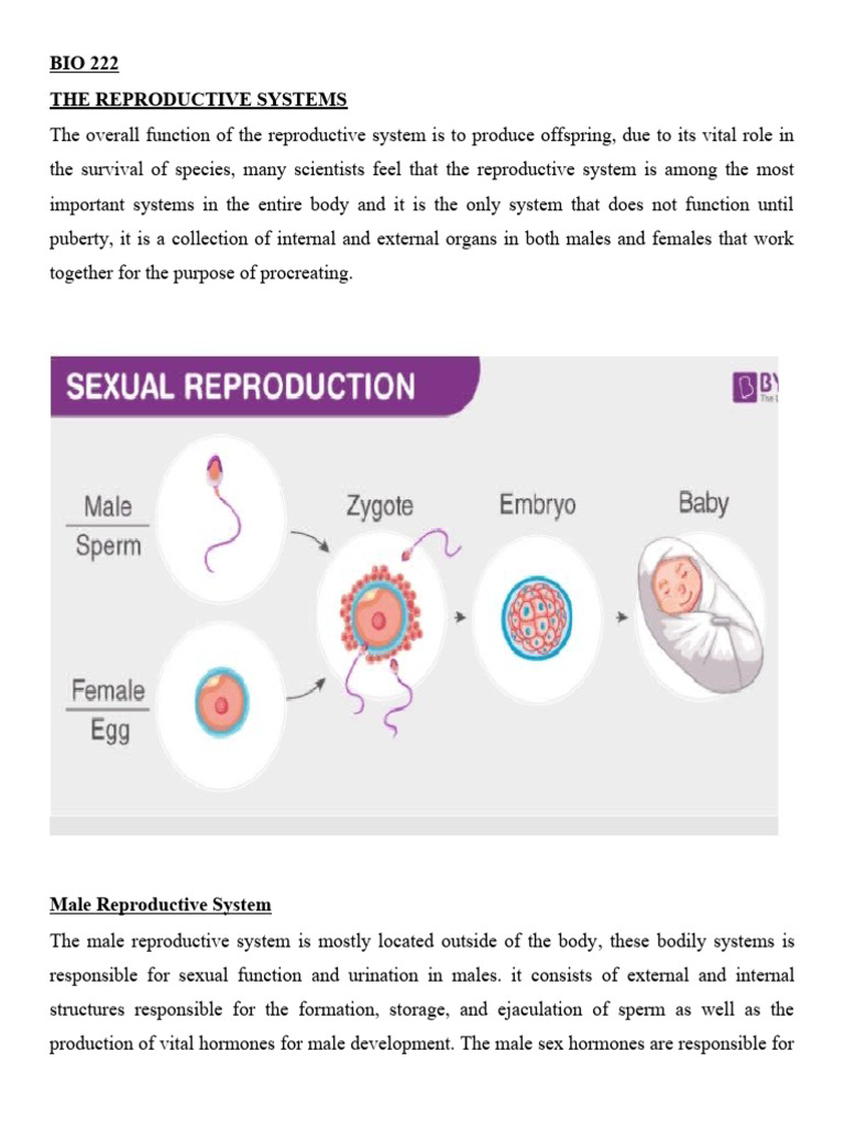 BIO 222 Male and Female Reproductive System - 080723 | PDF | Menstrual ...