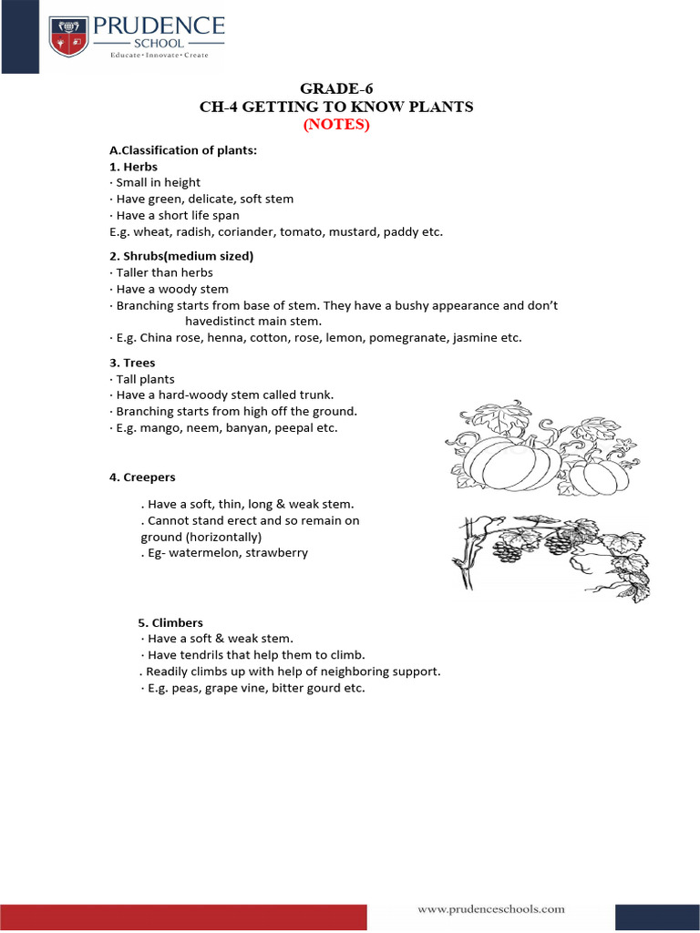 Understanding Plant Classification and Parts | PDF | Leaf | Flowers