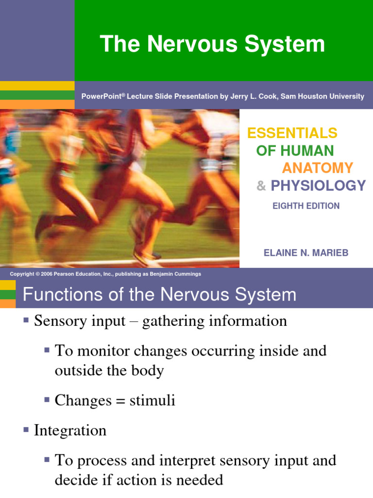 Nervous System Handout | PDF | Cerebrum | Axon