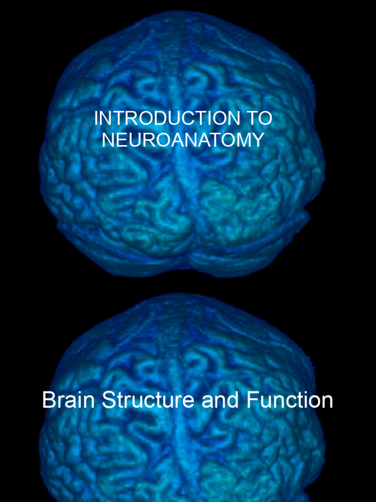Brain 2 Pdf Senses Lateralization Of Brain Function