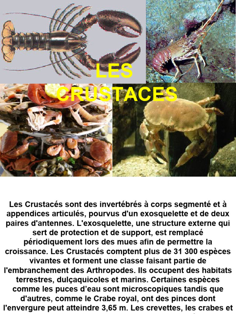 Les Crustaces | PDF | Crustacé | Crevette