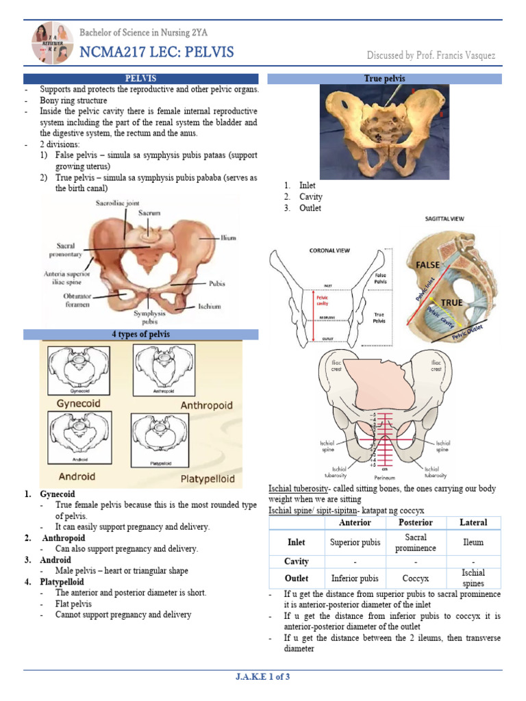 Understanding Pelvis Anatomy and Function | PDF | Pelvis | Skeletal System