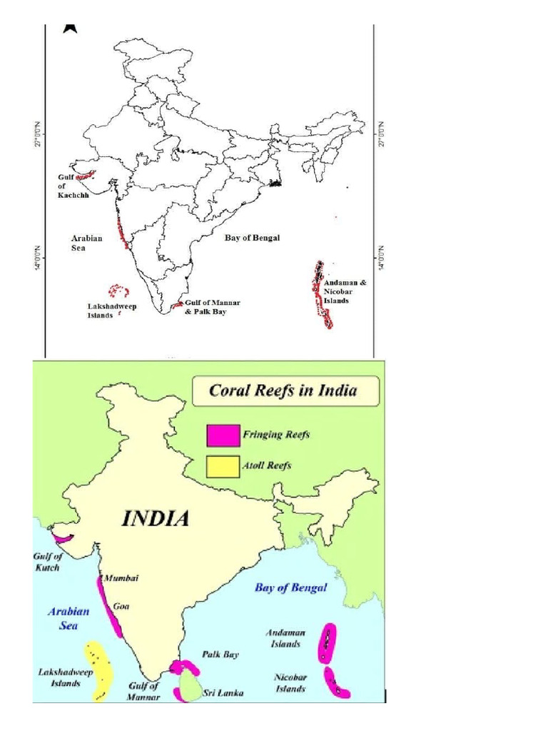 Coral Reef Project | PDF