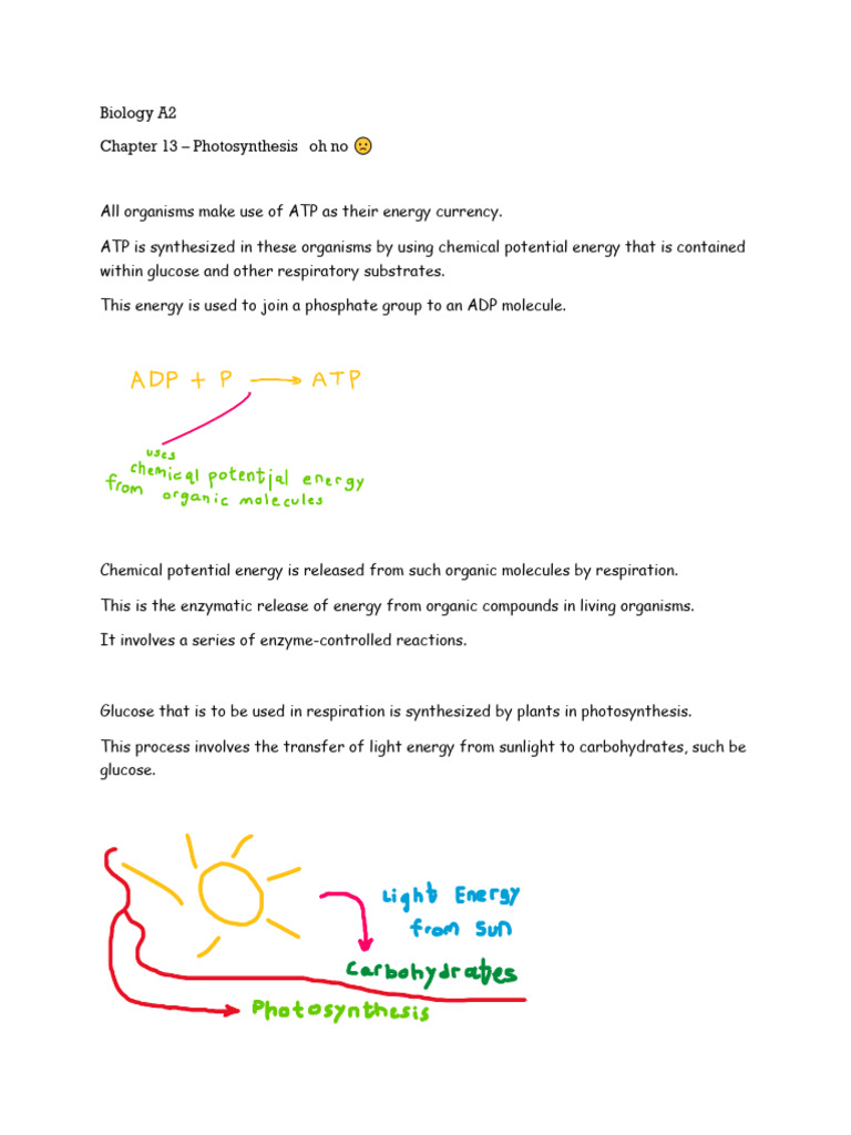 Biology A2 Chapter 13 Photsynthay | PDF | Photosynthesis | Chloroplast