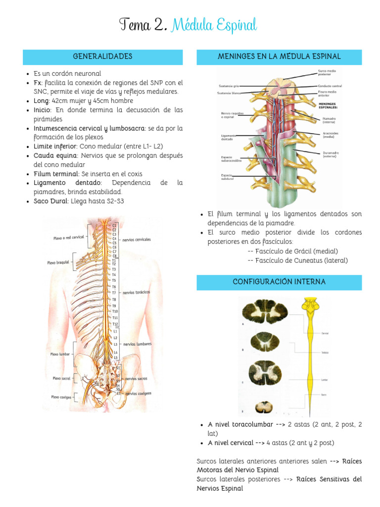 Tema 2. Medula E y Tema 2.1 Tallo C | PDF | Médula espinal | Tronco encefálico