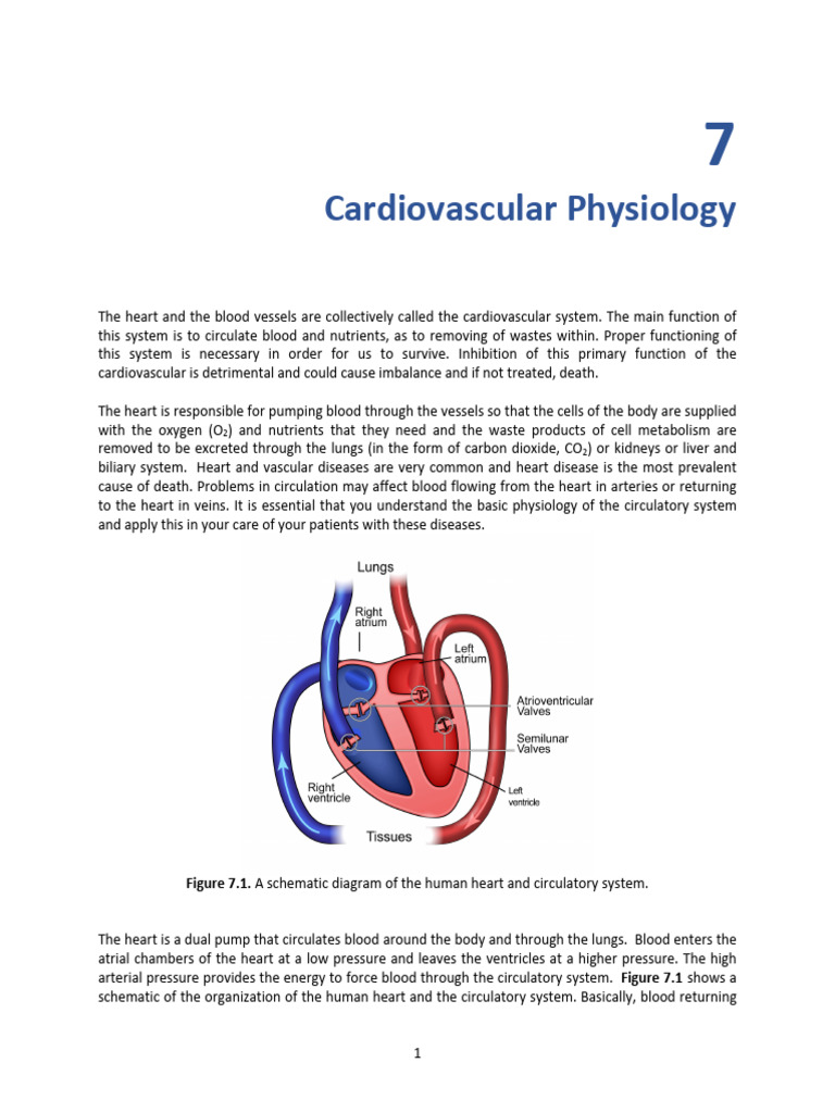 Understanding Cardiovascular Physiology | PDF | Ventricle (Heart ...