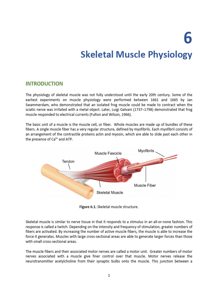 [MODULE] Experiment 5- Muscle Physiology | PDF | Muscle Contraction | Muscle