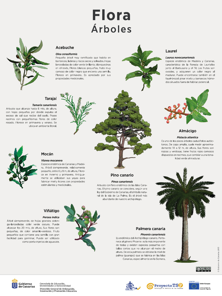 httpswww3.gobiernodecanarias.orgmedusaecoescuelarecursosdigitalesfilesformidableLA3_Flora ...