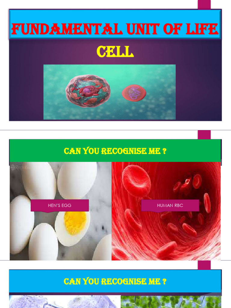Fundamental Unit of Life | PDF | Endoplasmic Reticulum | Cell (Biology)