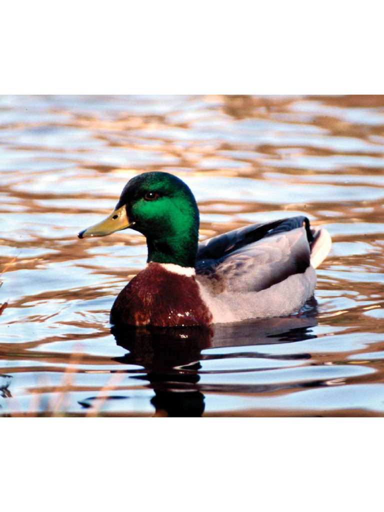 Mallard | PDF