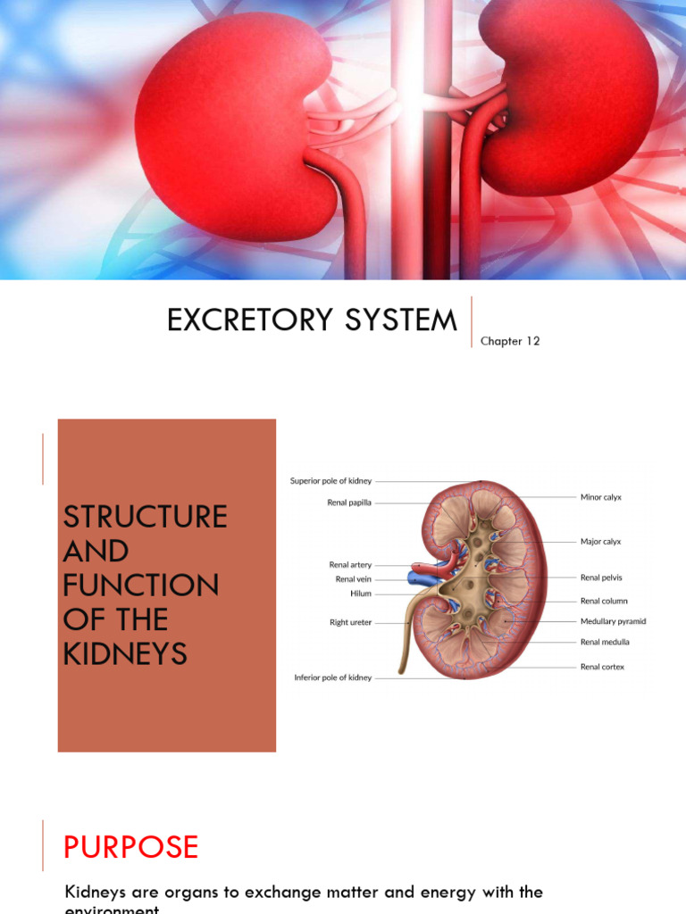 Excretory System | PDF | Kidney | Urinary System