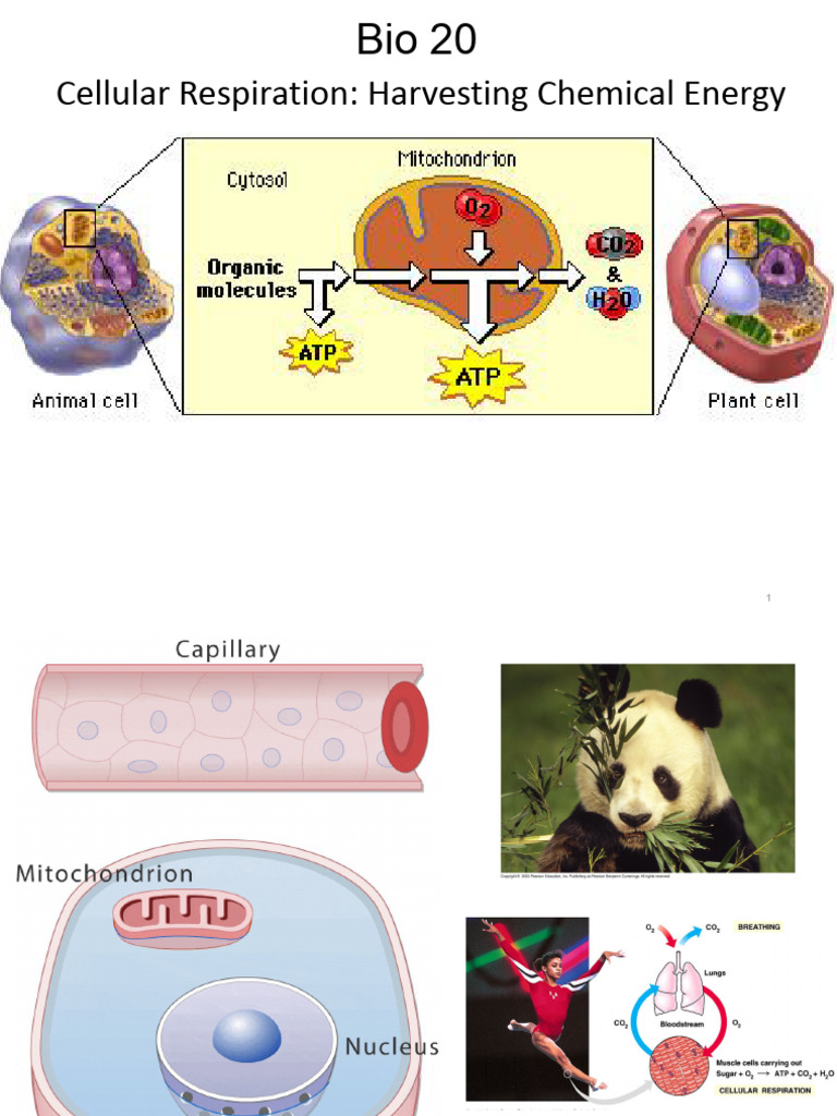 Cellular Respiration Explained | PDF | Cellular Respiration | Adenosine ...