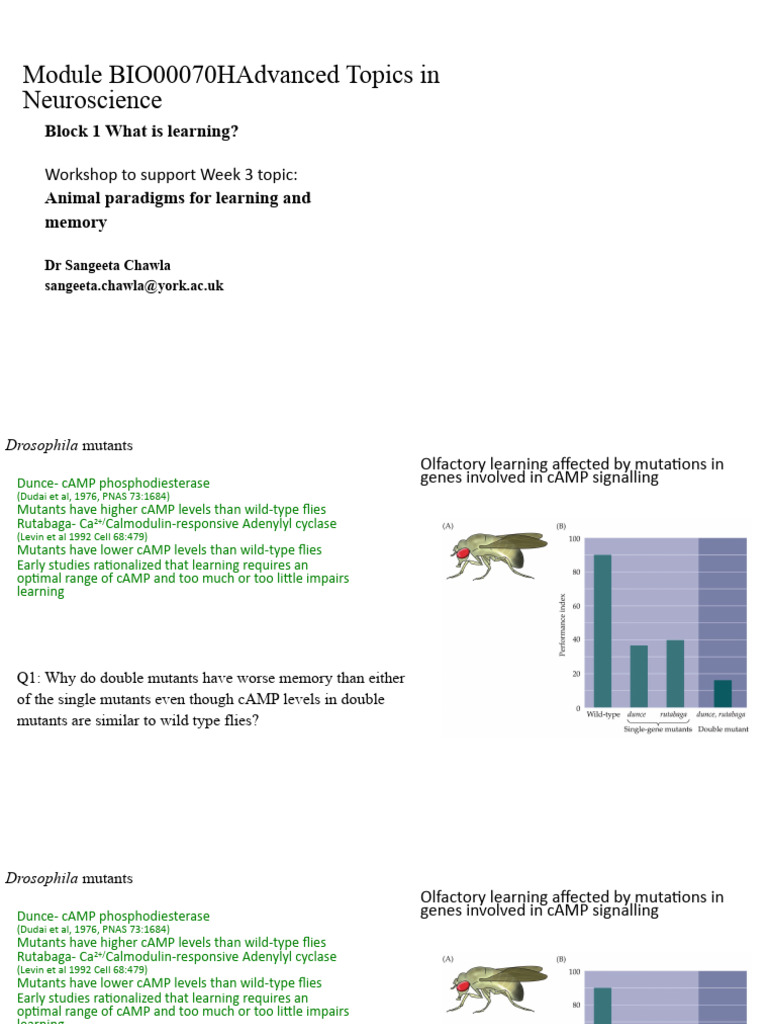 Workshop Questions - Animal Paradigms | PDF | Memory | Wild Type