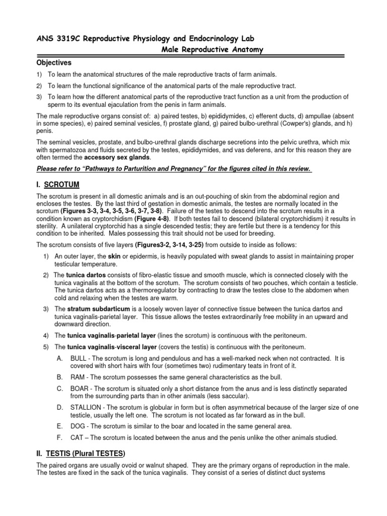 Lab 2 Male Reproductive Anatomy | PDF | Testicle | Penis