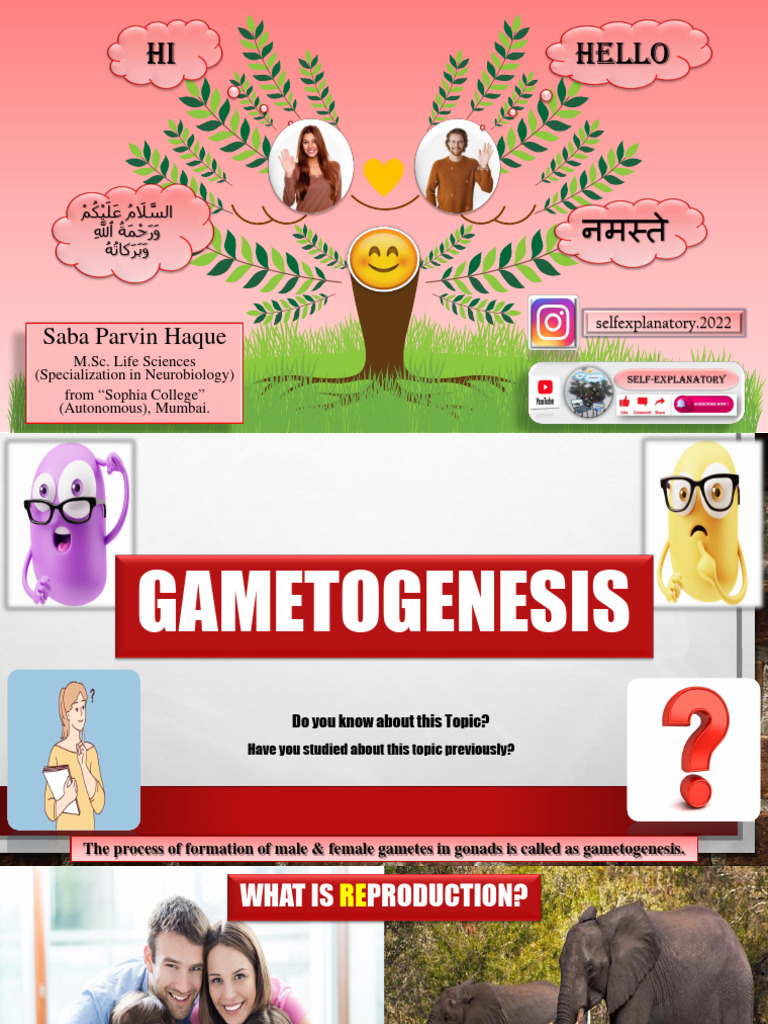 Male Gametes Formation / Spermatogenesis | PDF | Sexual Reproduction ...