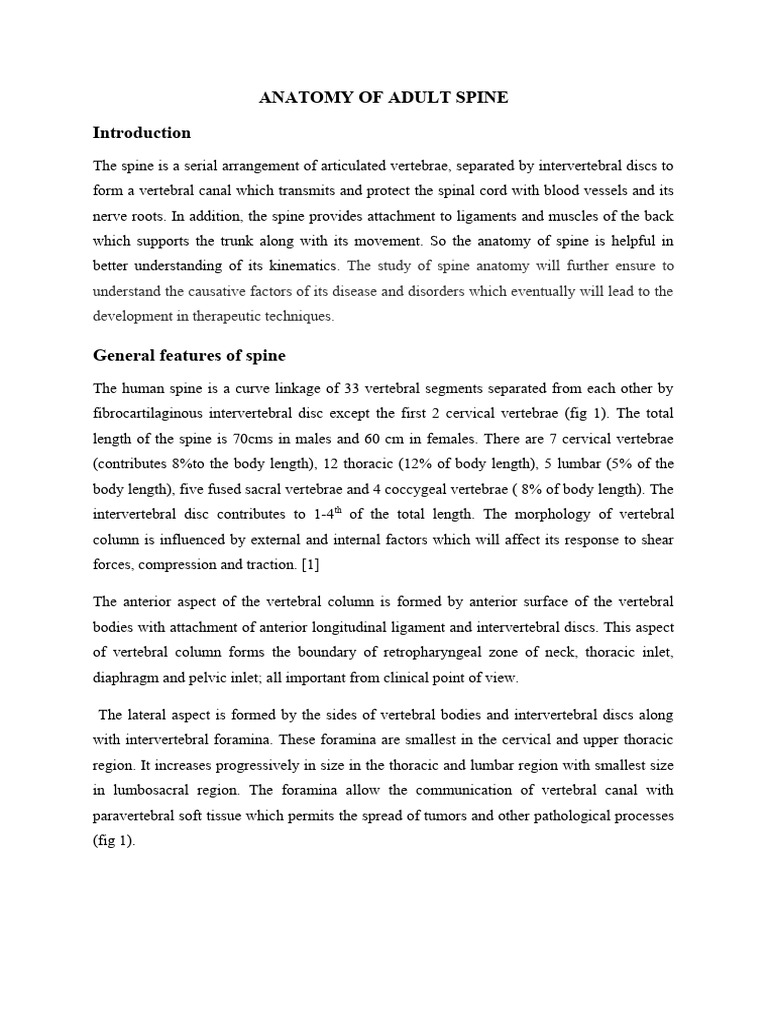 Anatomy of Adult Spine | PDF | Vertebra | Vertebral Column