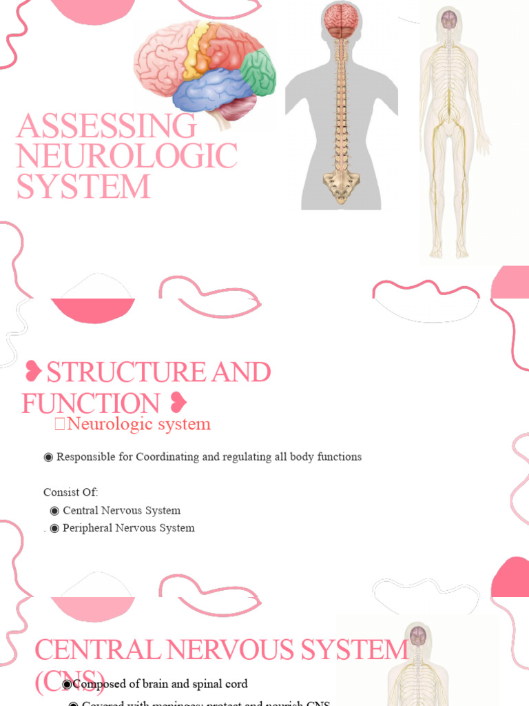 Neurologic System Structure and Function | PDF | Central Nervous System ...
