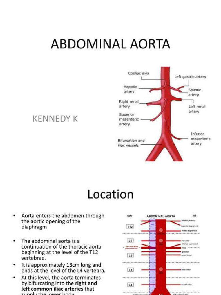 Abdomenal Aorta Anatomy | PDF