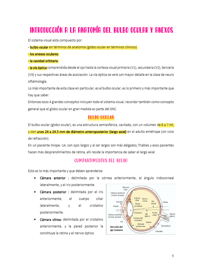 C1 - Introducción A La Anatomía Del Bulbo Ocular y Anexos | PDF | Ojo ...