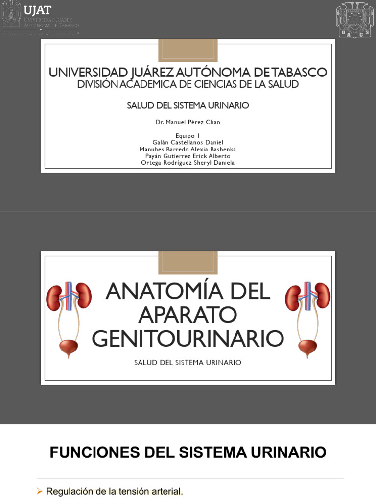 Anatomía y Funciones del Sistema Urinario | PDF | Riñón | Sistema urinario