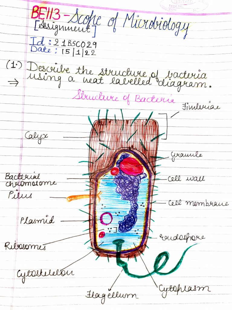 21BSC029 Microbiology Assignment | PDF